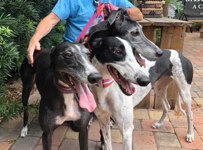 About – Greyhounds In Motion