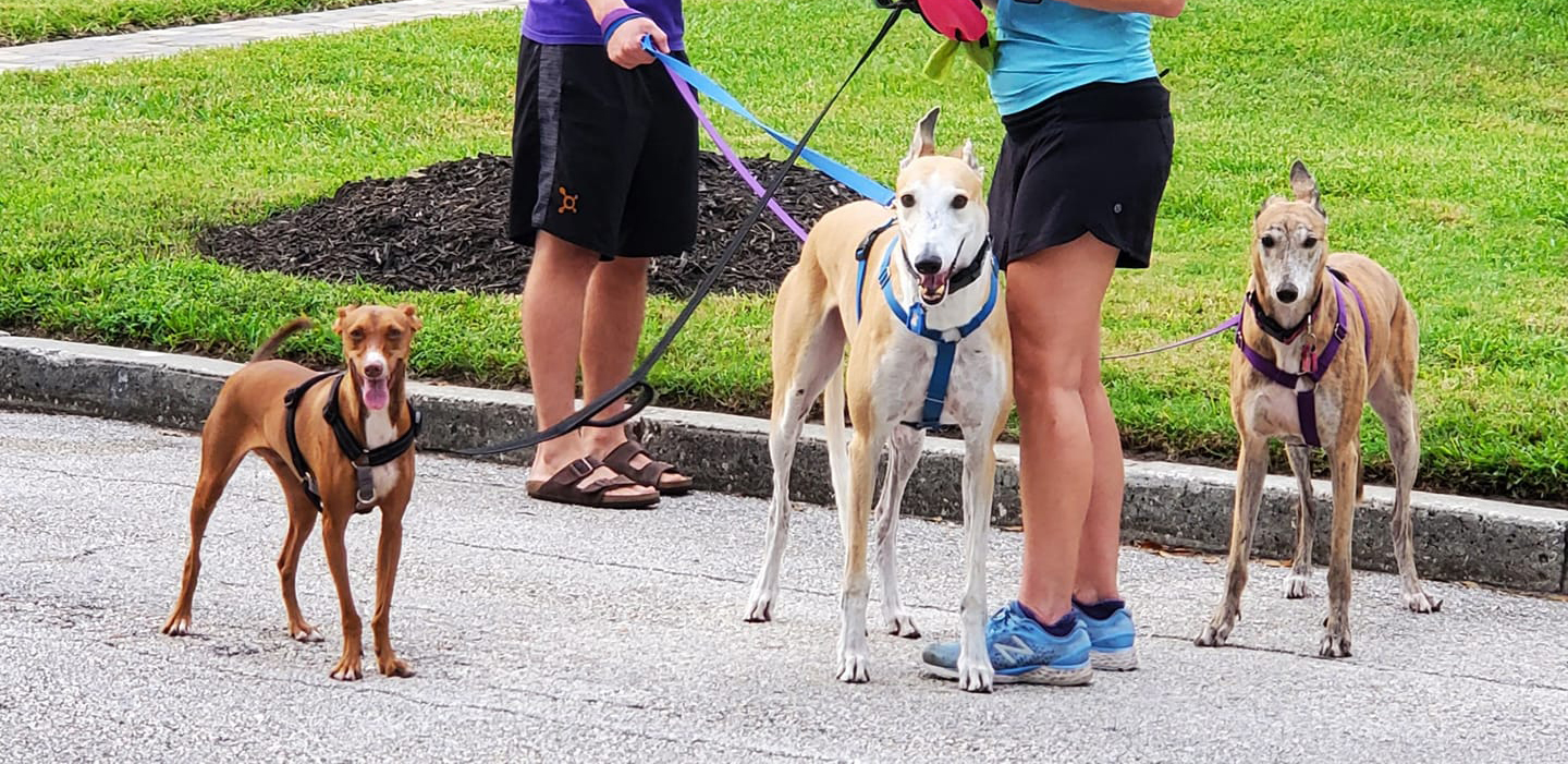 Adopt/Foster – Greyhounds In Motion