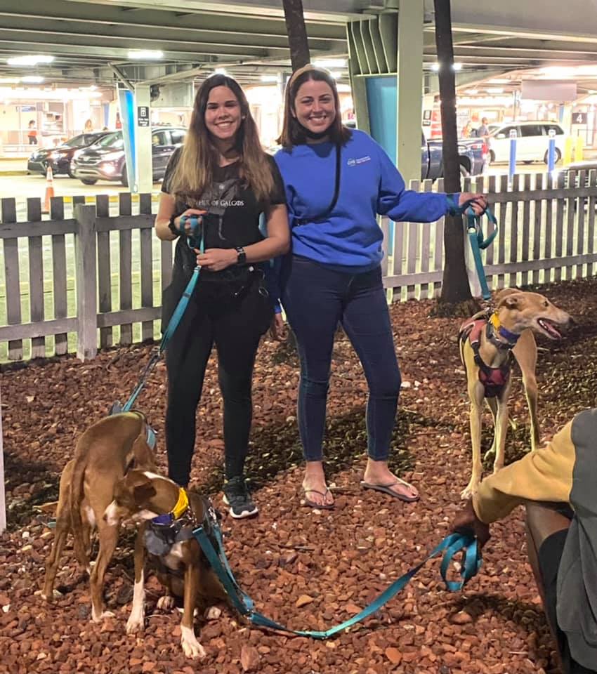 About – Greyhounds In Motion