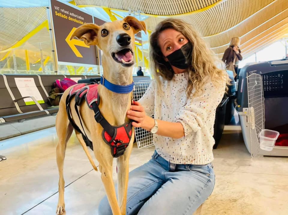 About – Greyhounds In Motion