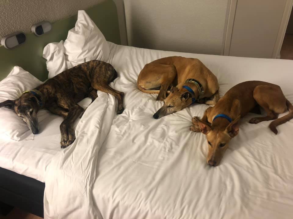 About – Greyhounds In Motion
